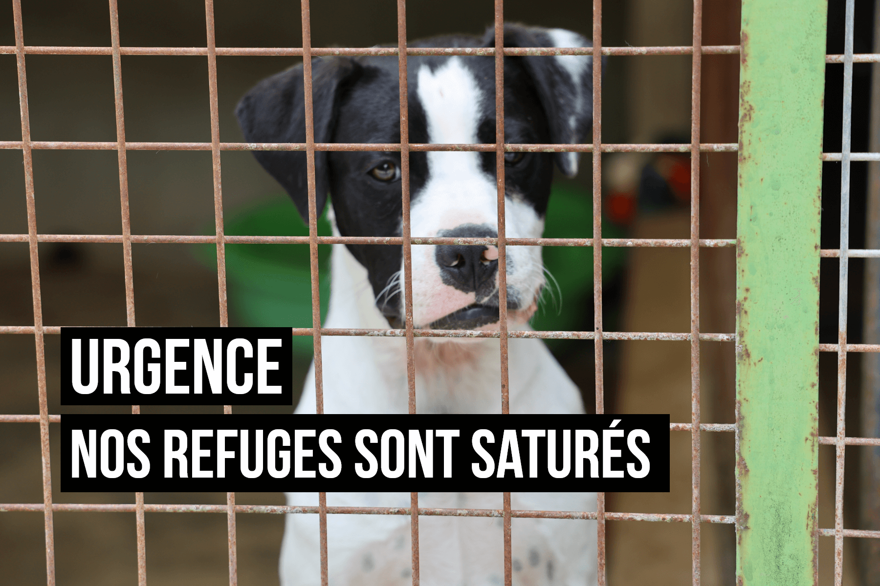 La Société Protectrice des Animaux (SPA) et ses refuges pour animaux