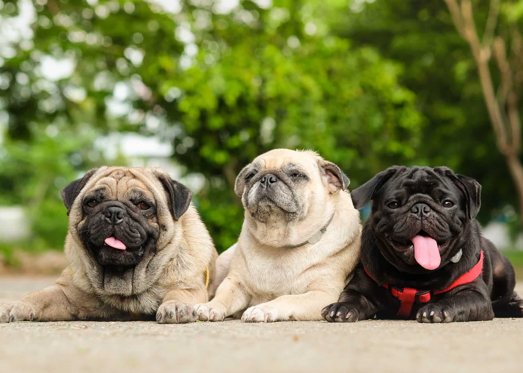 Le Carlin est un petit chien doux, drôle et très affectueux. Son ...
