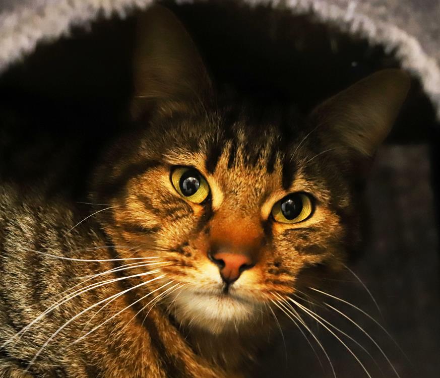 Refuge SPA de Luynes - Tours – 37 –Indre-et-Loire – Adoption