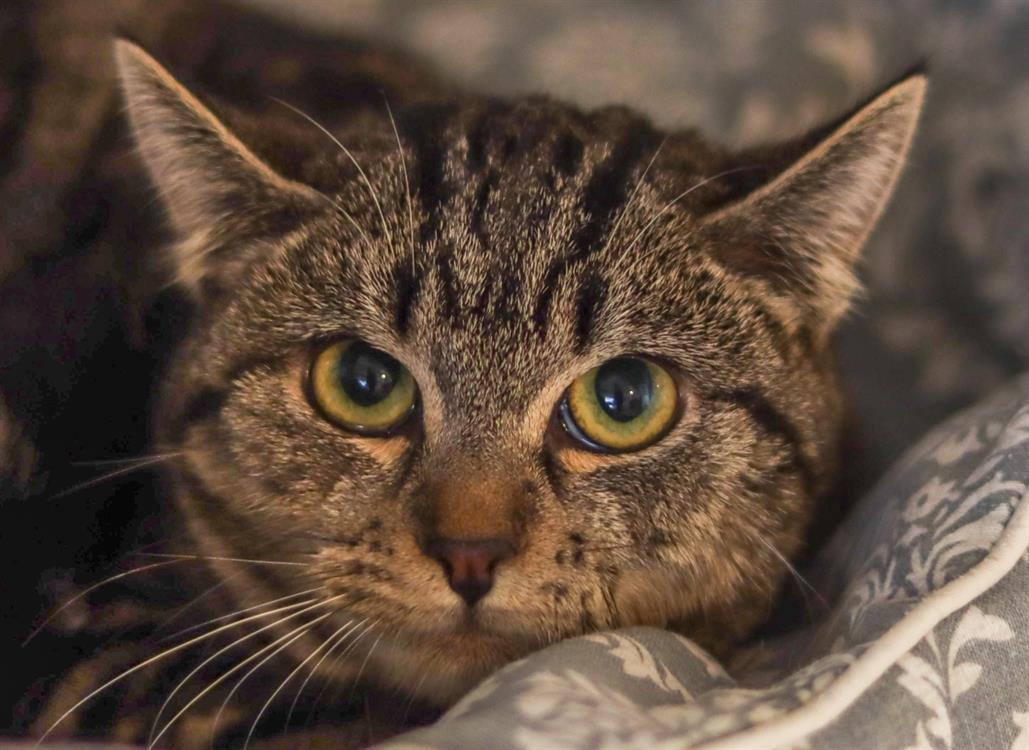 Refuge SPA de Luynes - Tours – 37 –Indre-et-Loire – Adoption