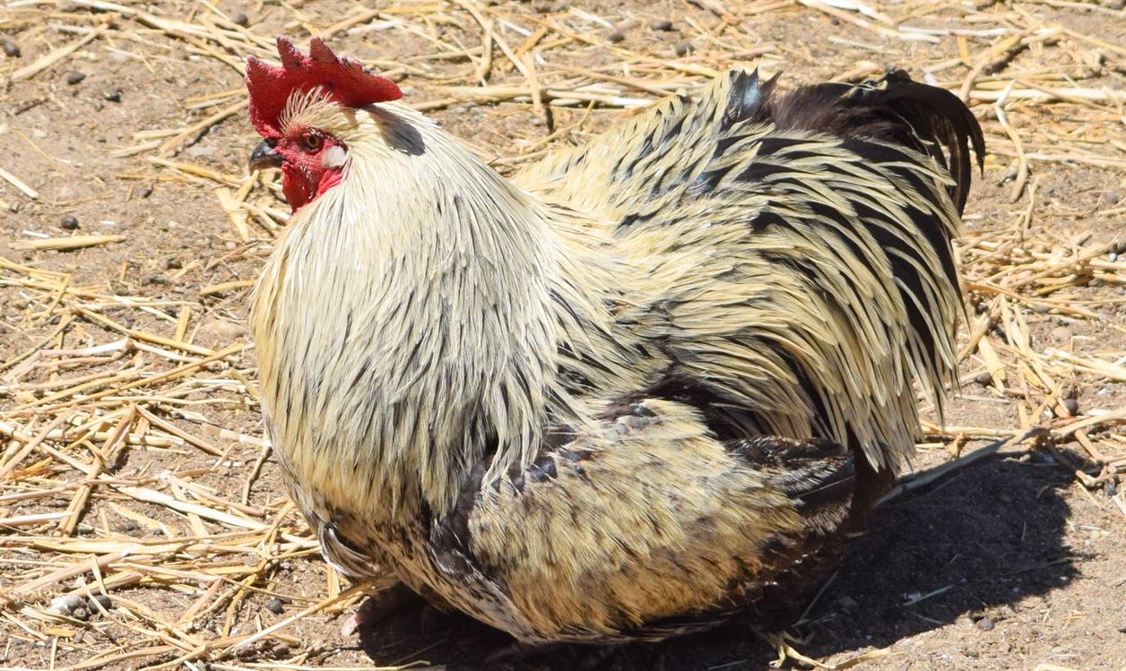 Refuge SPA de Perpignan – 66 – Pyrénées-Orientales – Adoption