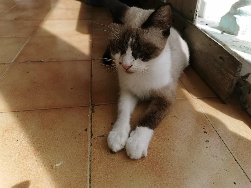 Refuge SPA de Guadeloupe – Papillon – 97 – Guadeloupe – Adoption