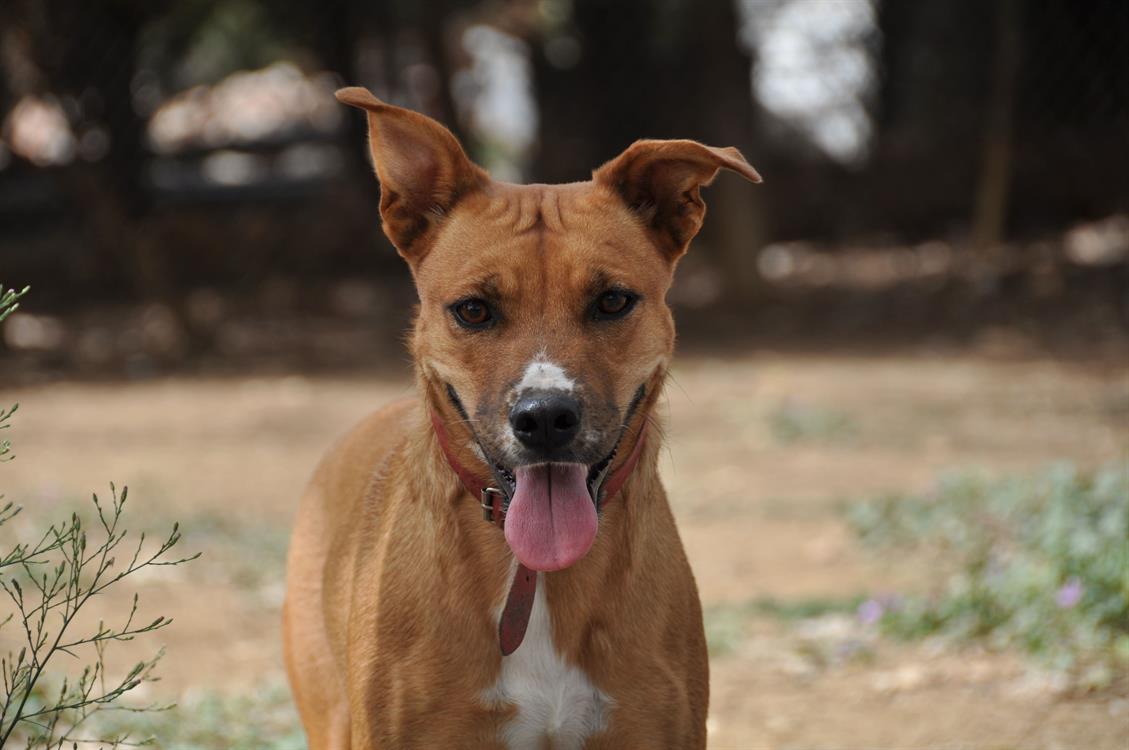 Refuge SPA de Perpignan – 66 – Pyrénées-Orientales – Adoption