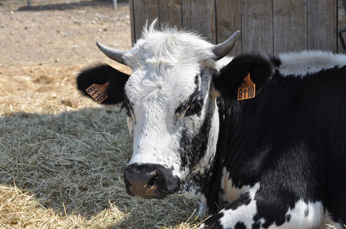 Refuge SPA de Perpignan – 66 – Pyrénées-Orientales – Adoption