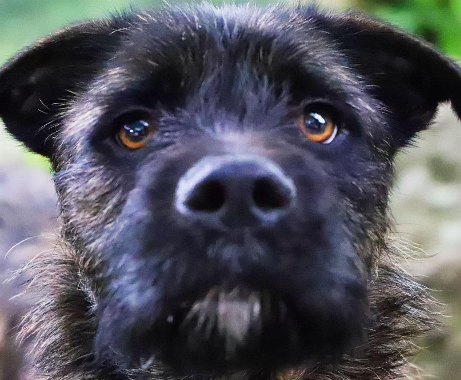 Adopter un Boxer - LA SPA