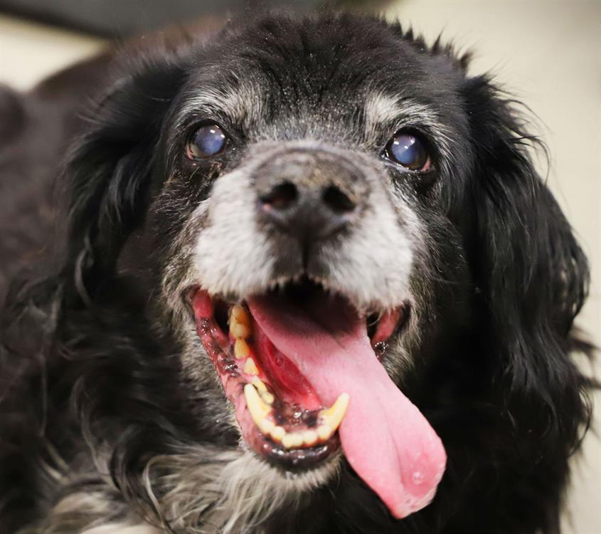 Adopter un Épagneul Breton - LA SPA