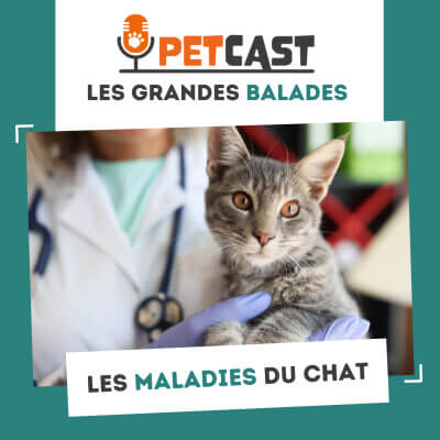 Podcast : Les maladies du chat - LA SPA